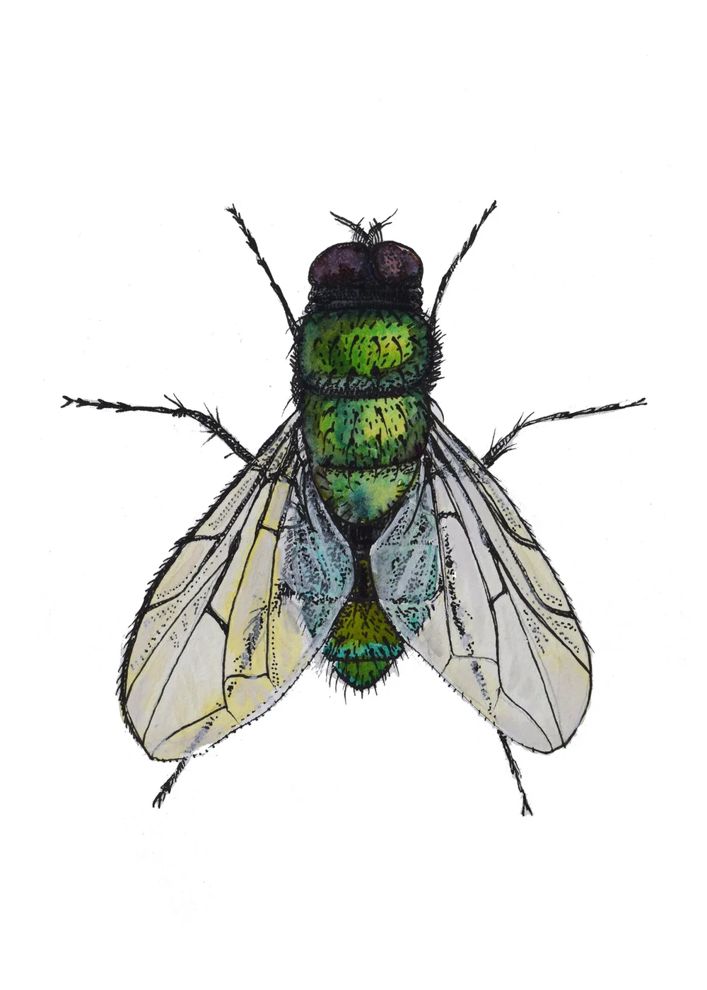 Common House Fly