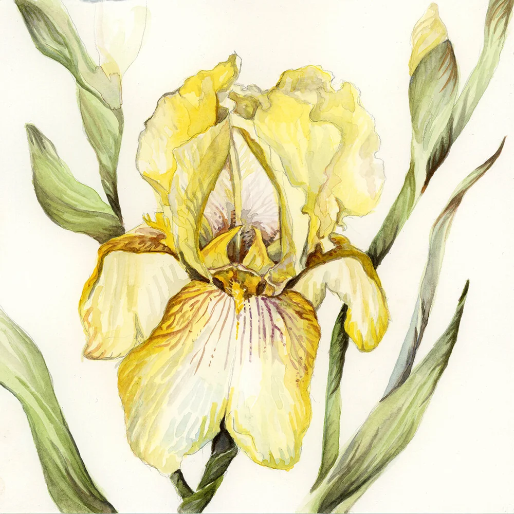 Bearded Iris Watercolor