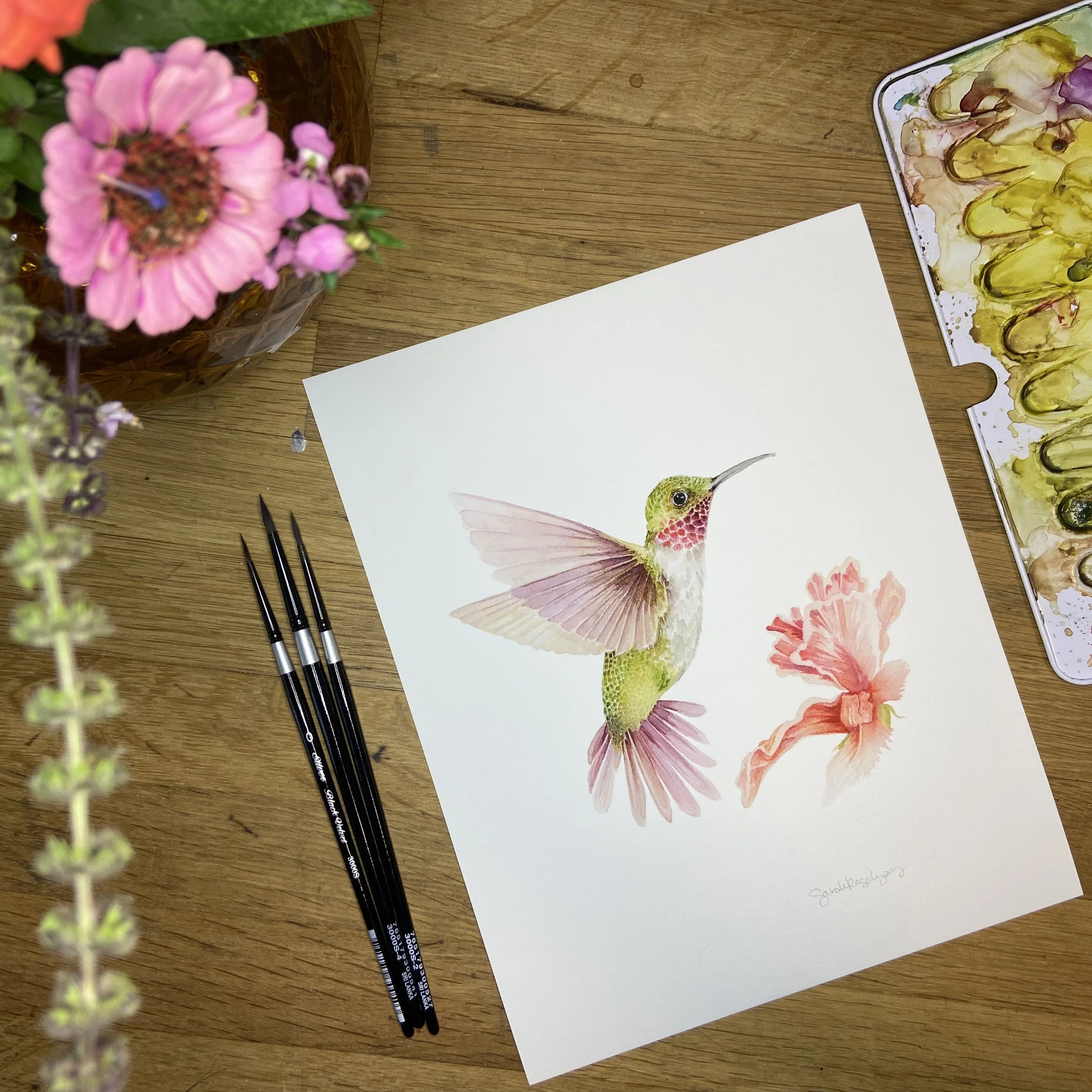 Broad-Tailed Hummingbird — sarahroselyons