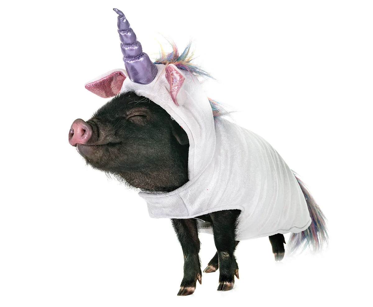The Gender Unicorn — Youth OUTright