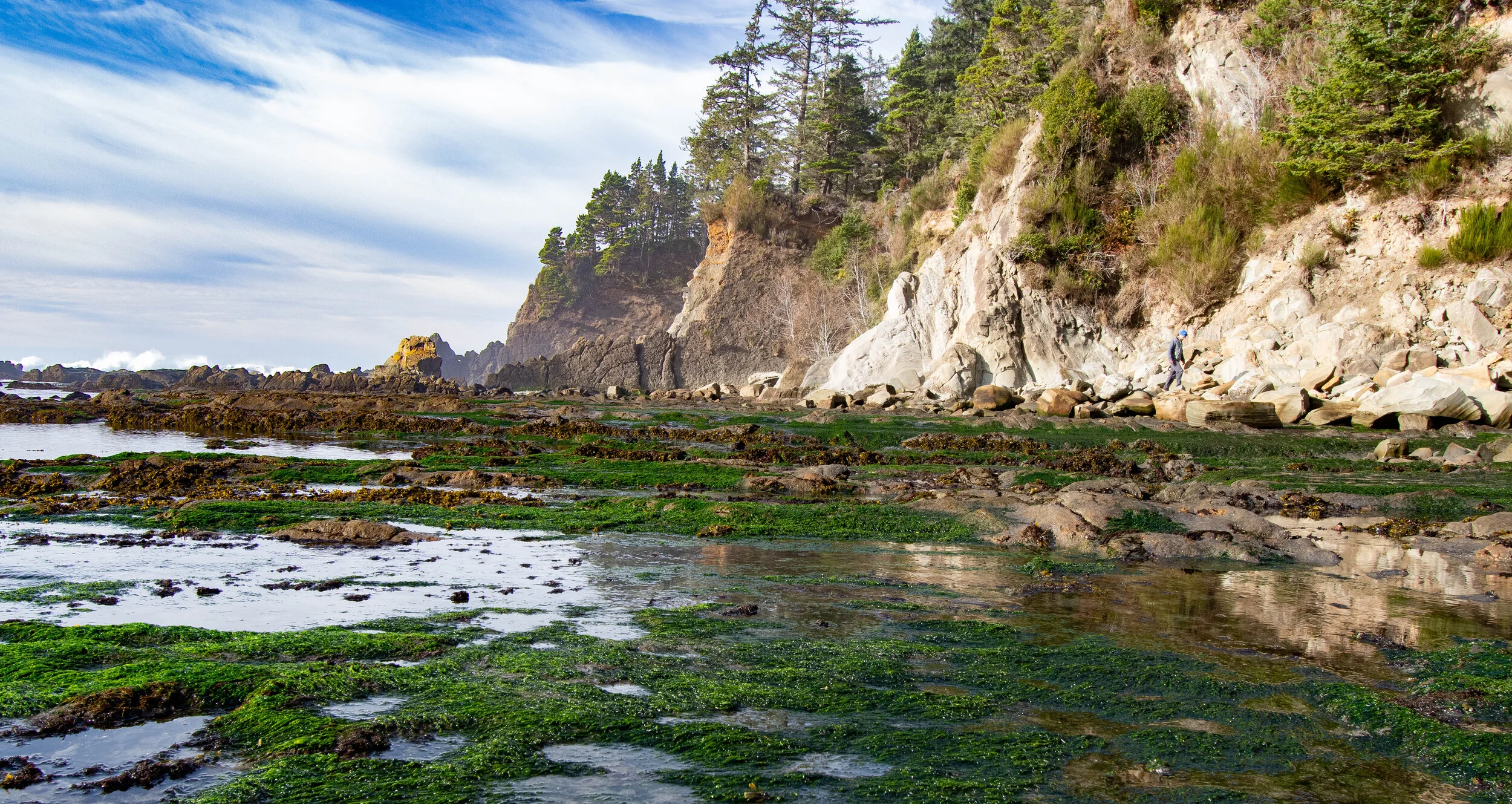 ROCKY INTERTIDAL HABITAT — LAURA TESLER PHOTOGRAPHY