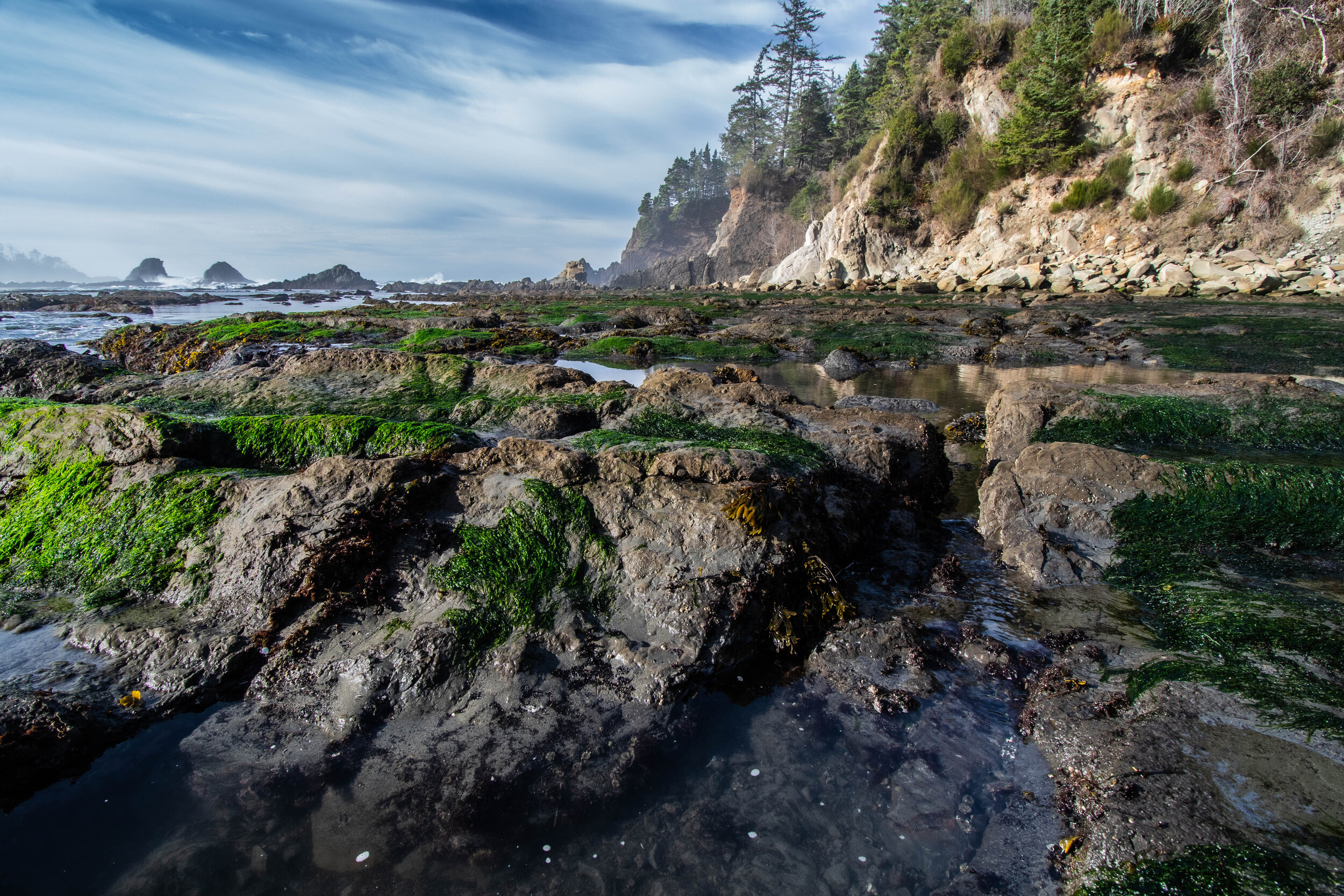 ROCKY INTERTIDAL HABITAT — LAURA TESLER PHOTOGRAPHY