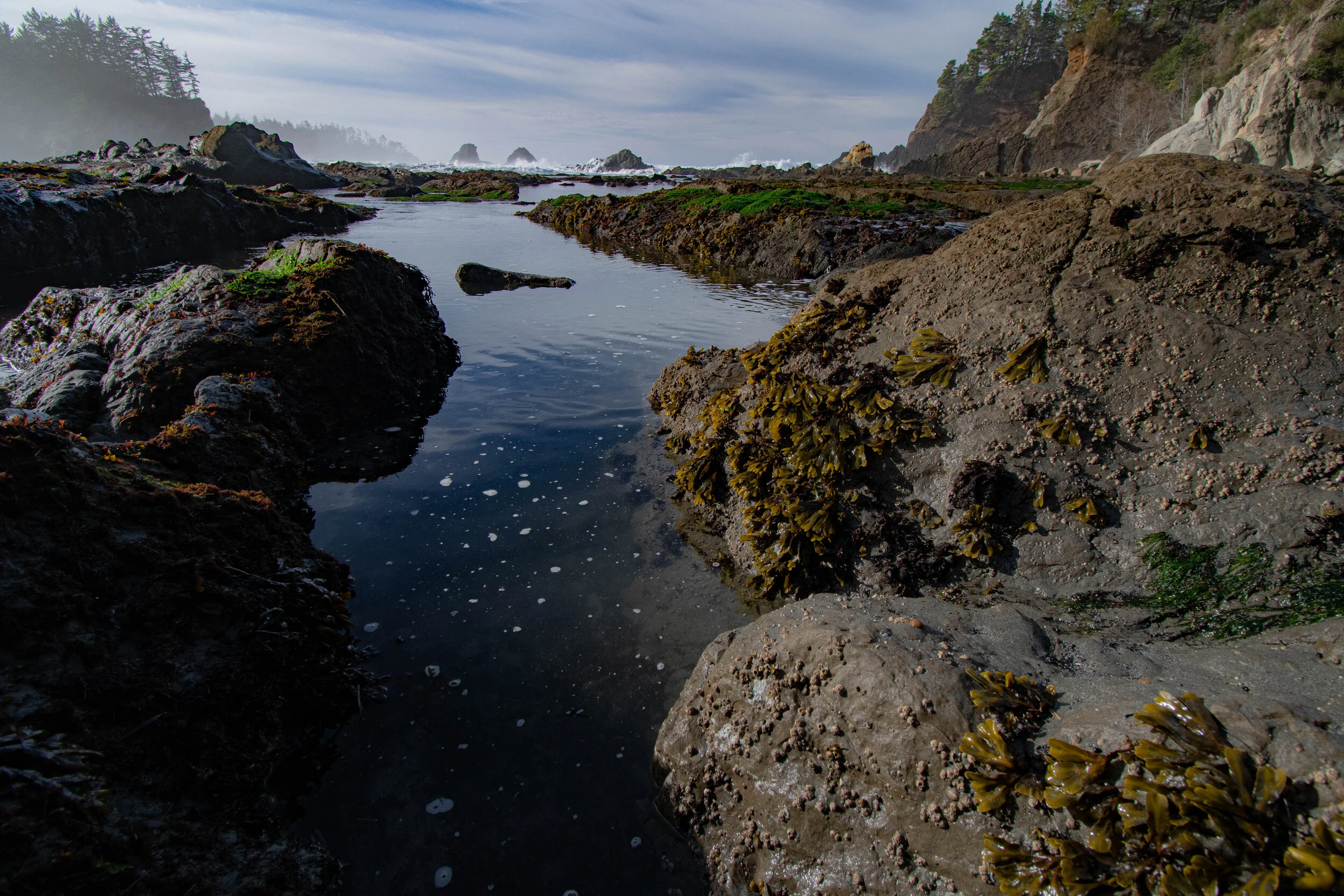 ROCKY INTERTIDAL HABITAT — LAURA TESLER PHOTOGRAPHY