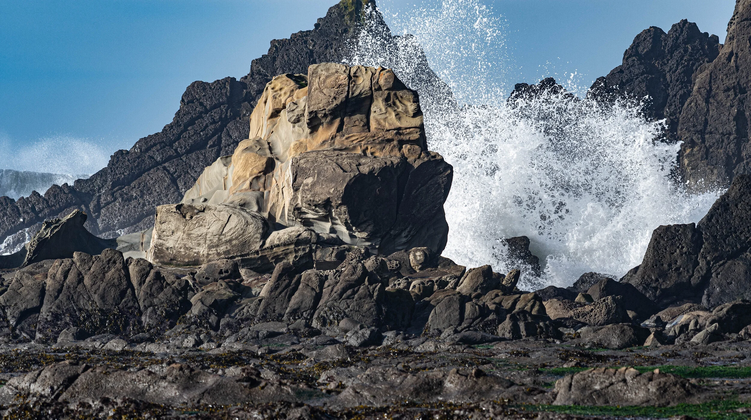 ROCKY INTERTIDAL HABITAT — LAURA TESLER PHOTOGRAPHY