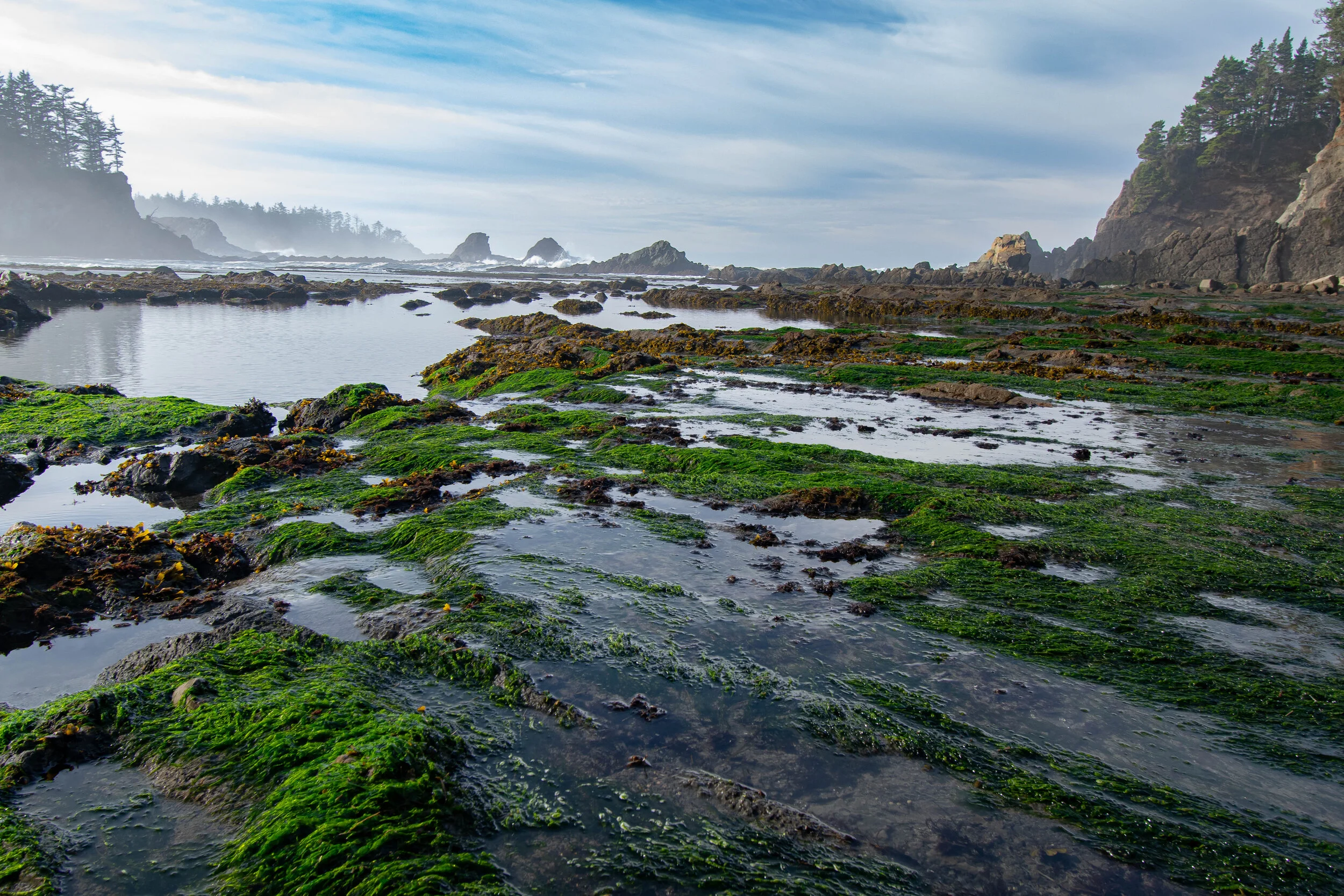 Intertidal Zone Biome