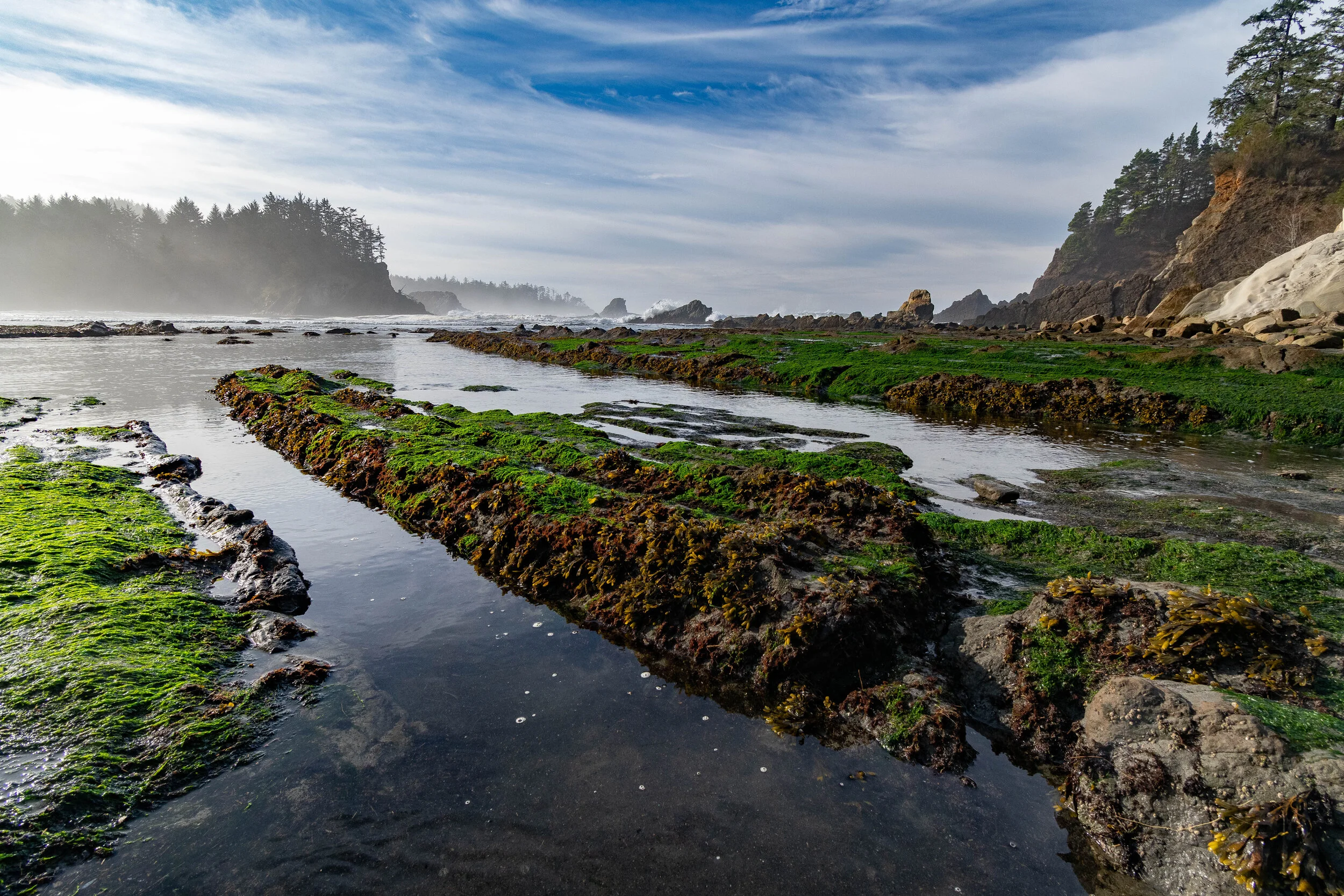 ROCKY INTERTIDAL HABITAT — LAURA TESLER PHOTOGRAPHY