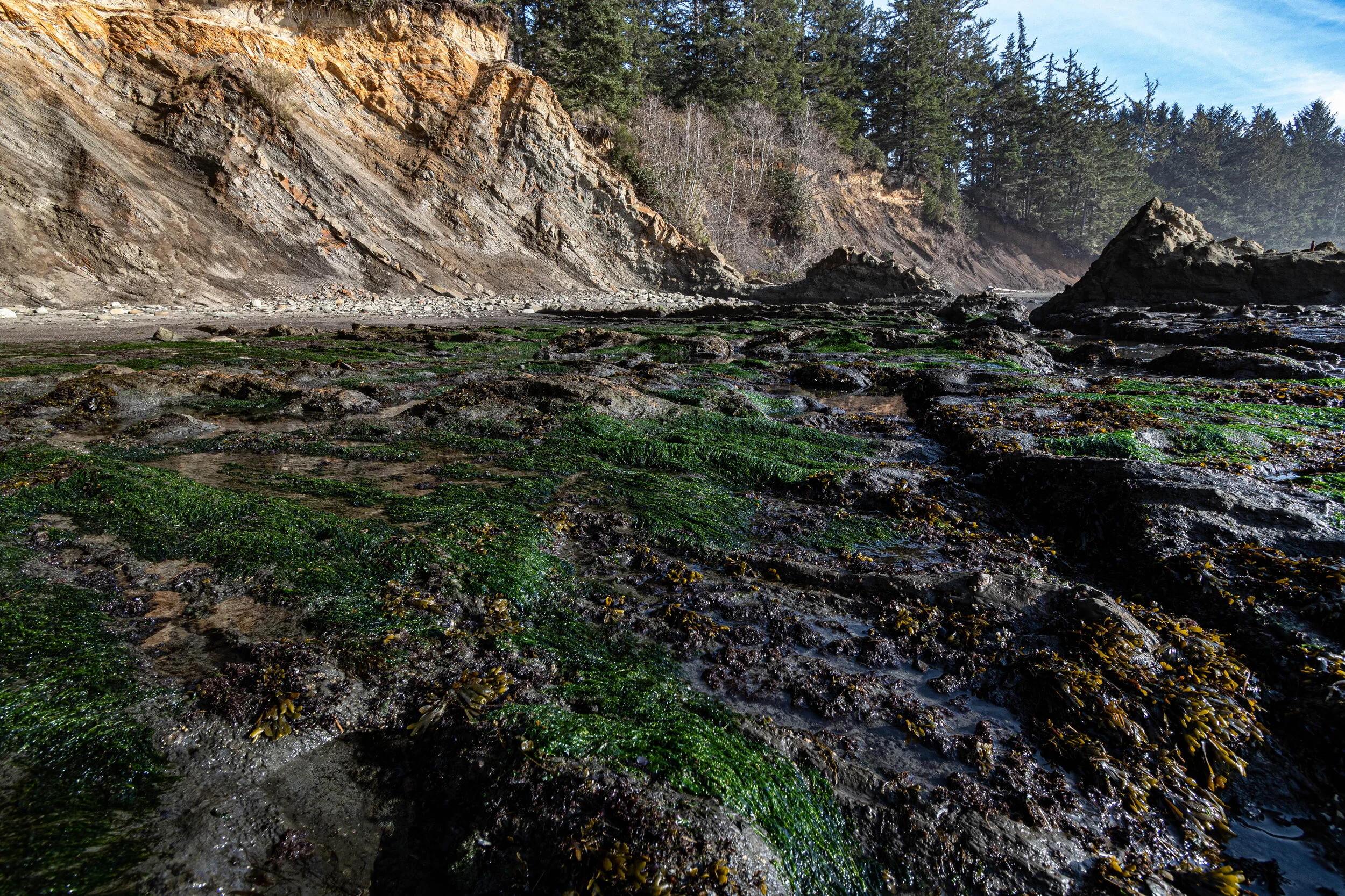 ROCKY INTERTIDAL HABITAT — LAURA TESLER PHOTOGRAPHY