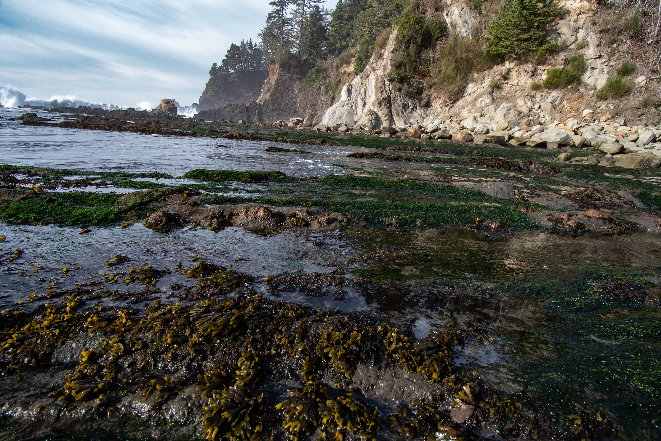 ROCKY INTERTIDAL HABITAT — LAURA TESLER PHOTOGRAPHY