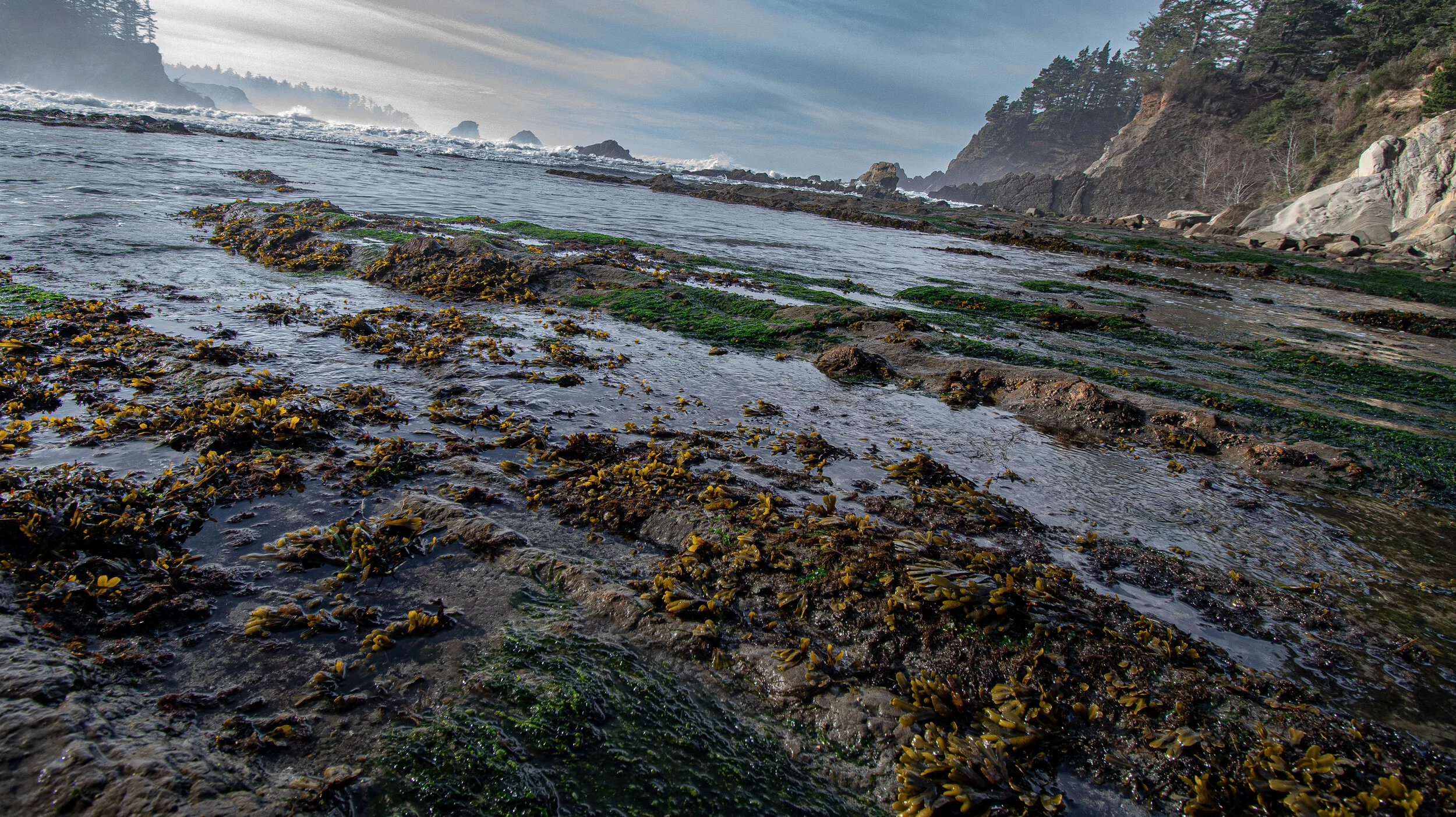 ROCKY INTERTIDAL HABITAT — LAURA TESLER PHOTOGRAPHY
