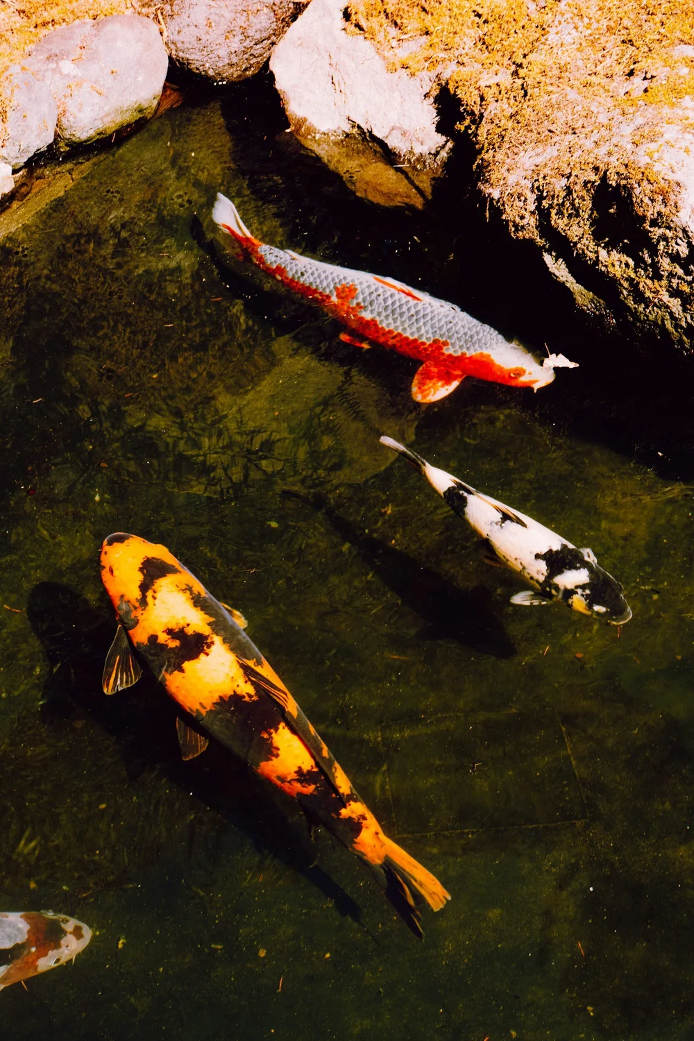 Koi pond builder, pond maintenance, pond cleaning, pond repair.