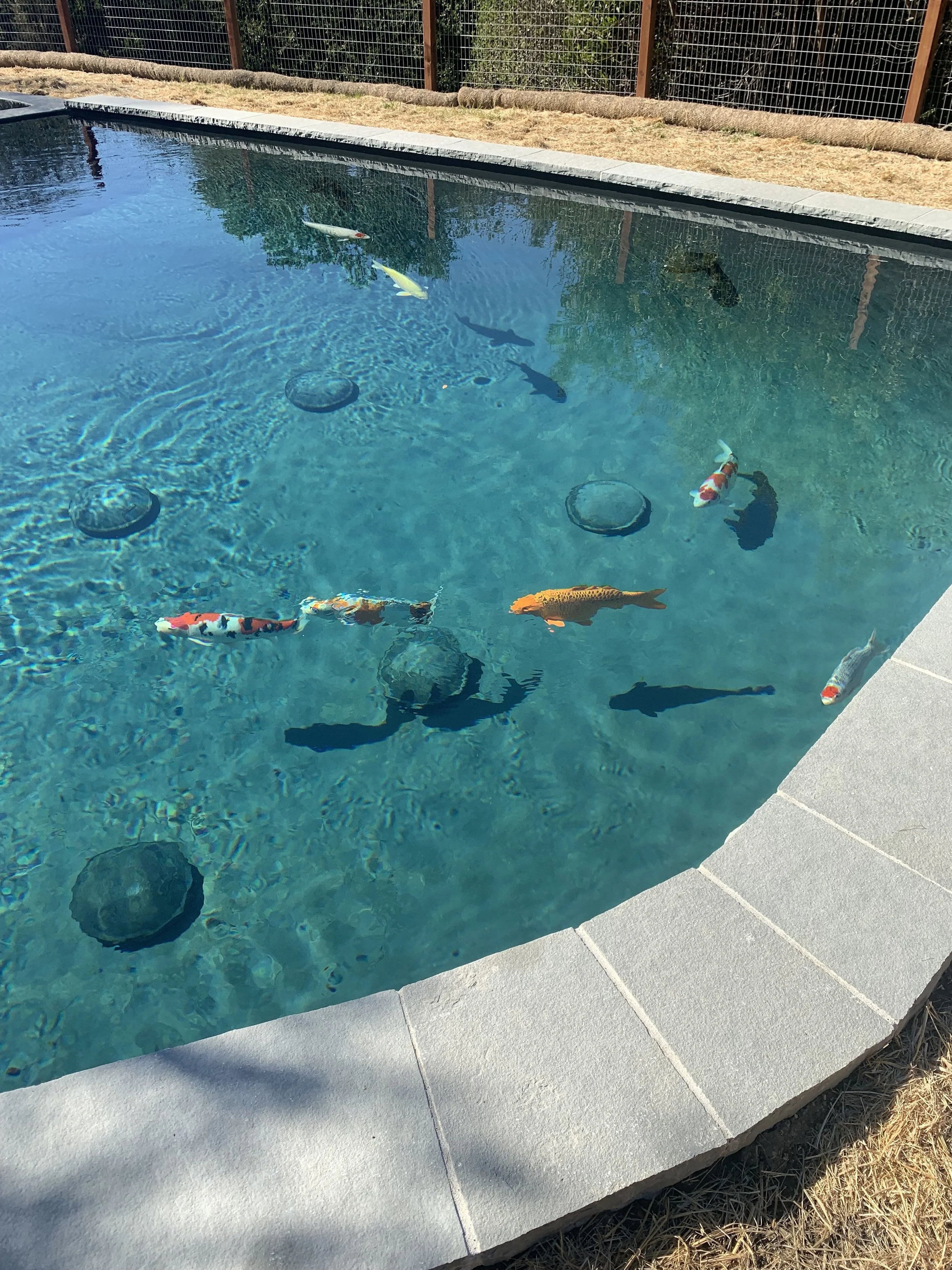 Expert concrete koi pond design and construction and state of the art ...