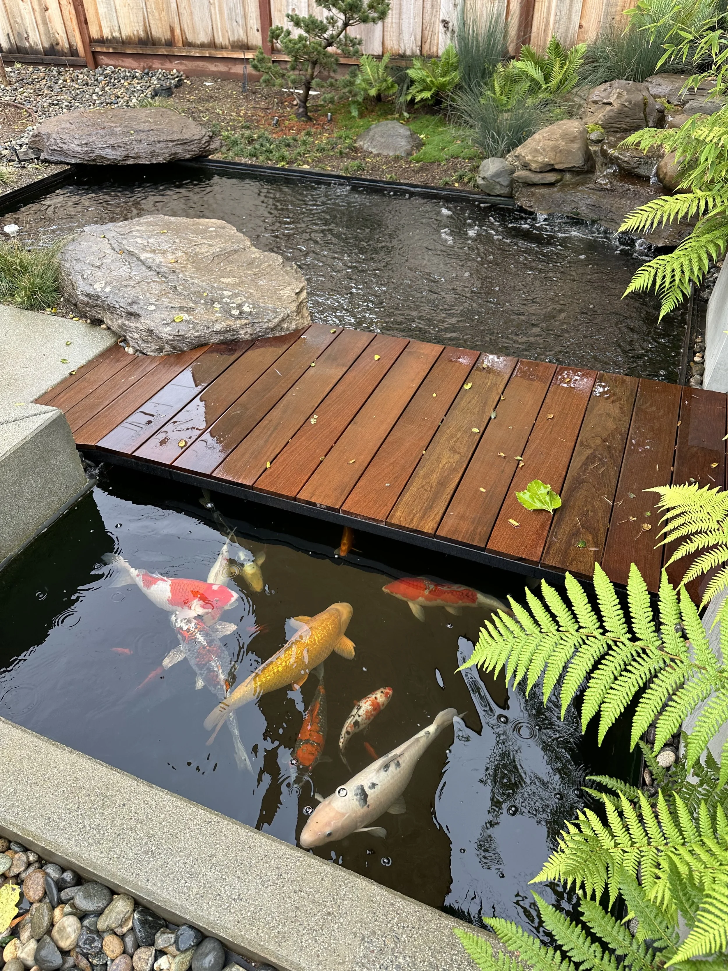Bay Area Koi Ponds