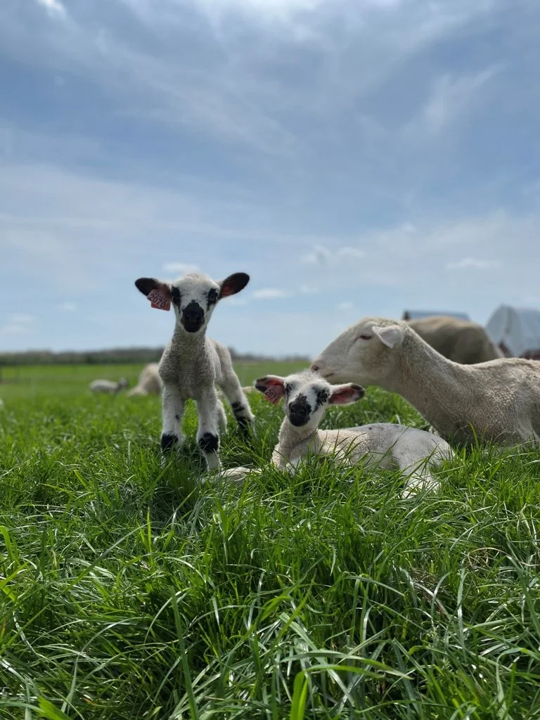 Raising Healthy Lambs at Silver Valley Farm — Silver Valley Farm