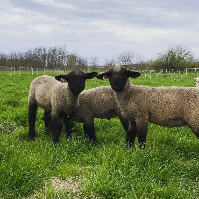 Pasture-Raised Lamb — Silver Valley Farm