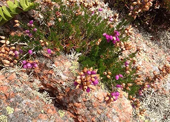 The Isle of Women — Return Of The Doves