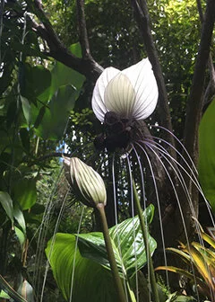 Mary, Mother, Virgin Goddess — Return Of The Doves