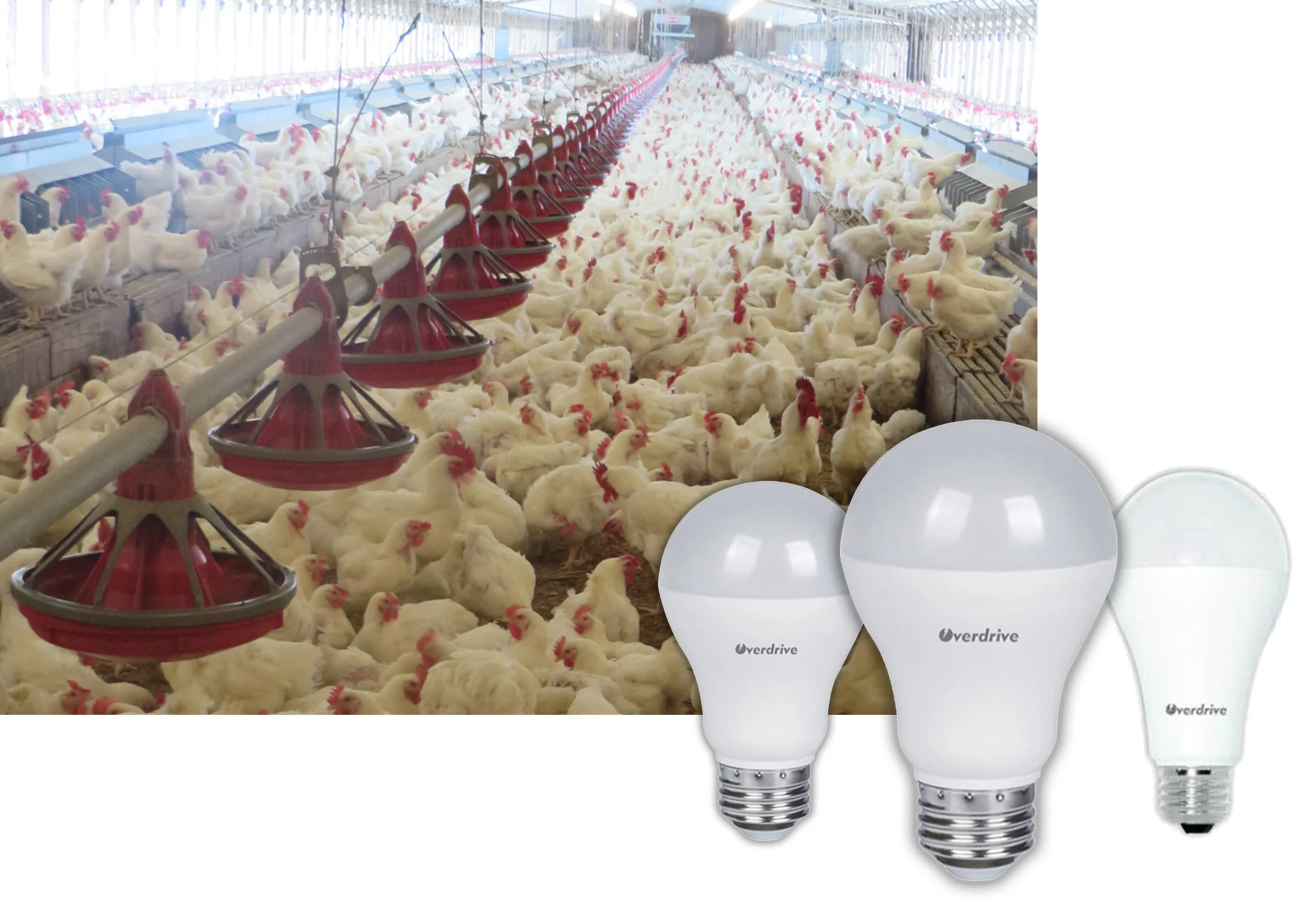 Aglights