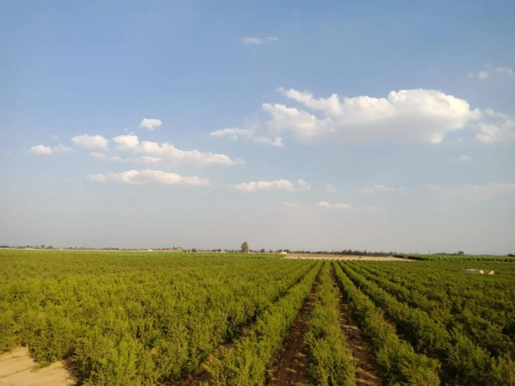 Egyptian Produce Supplier and Exporter — Cairo Farms