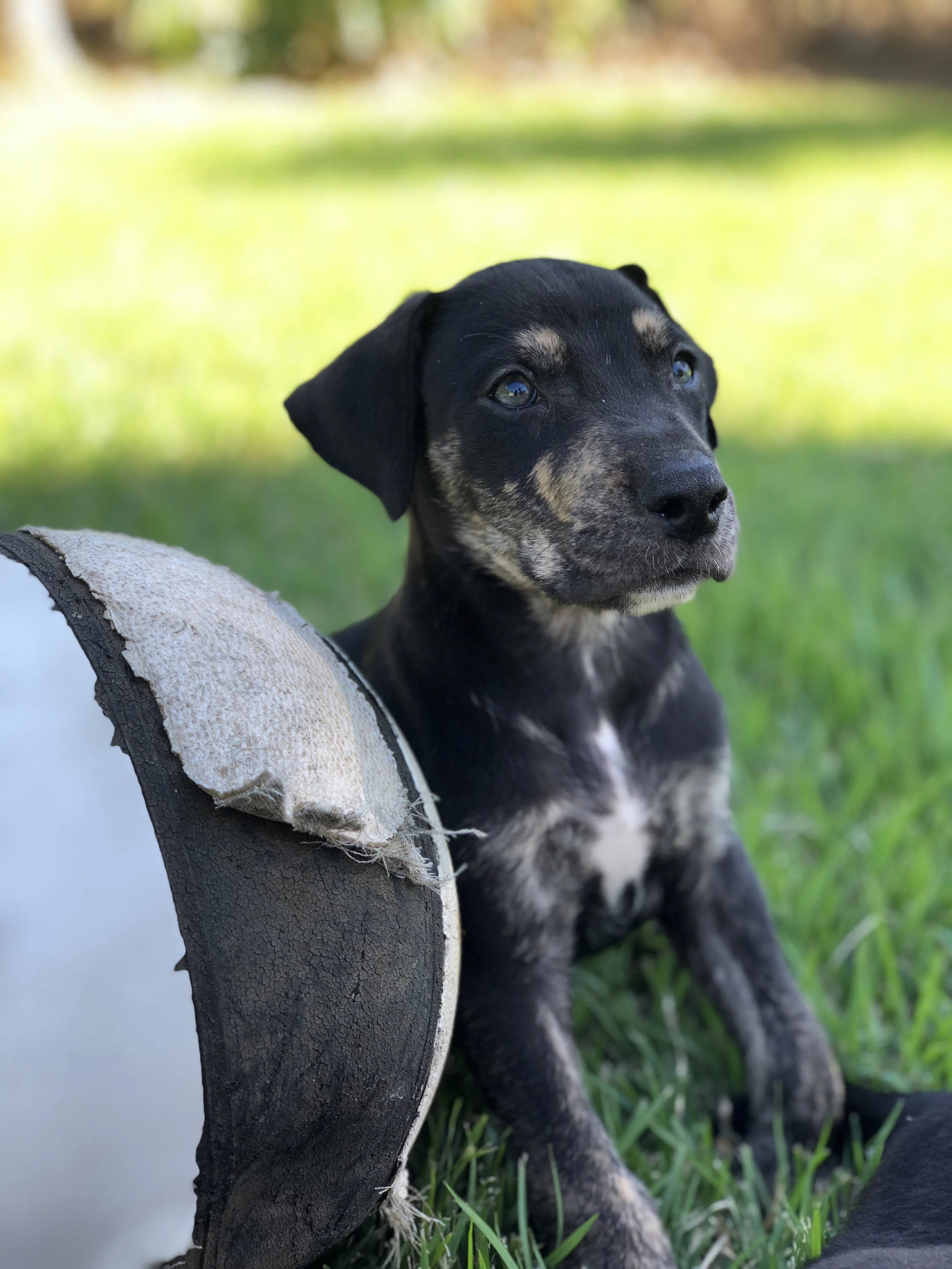 Héctor Carrión's Academic Journal