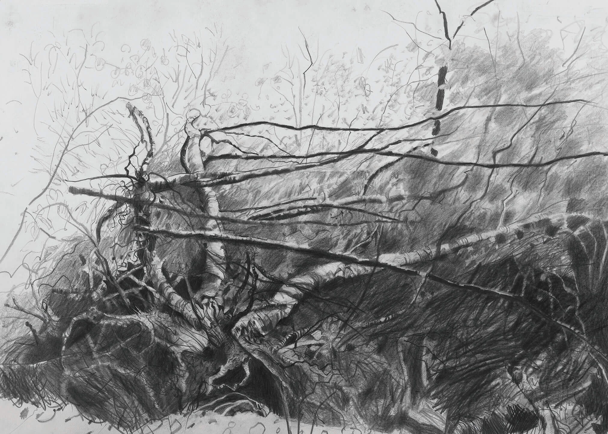 Drawings — FIONA McINTYRE