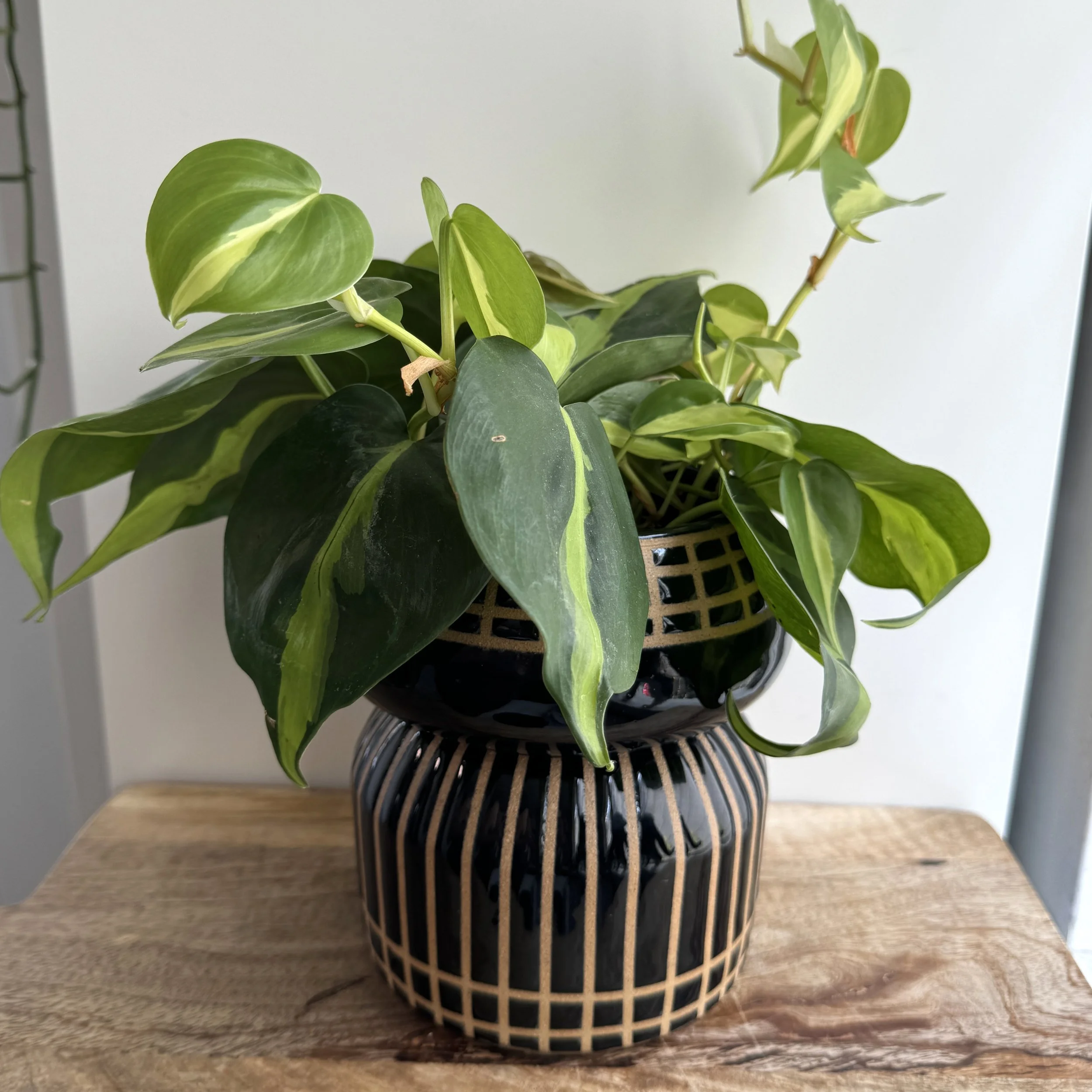 Large 2 Piece "Grid" Planter - Black — MoonKissed Studio