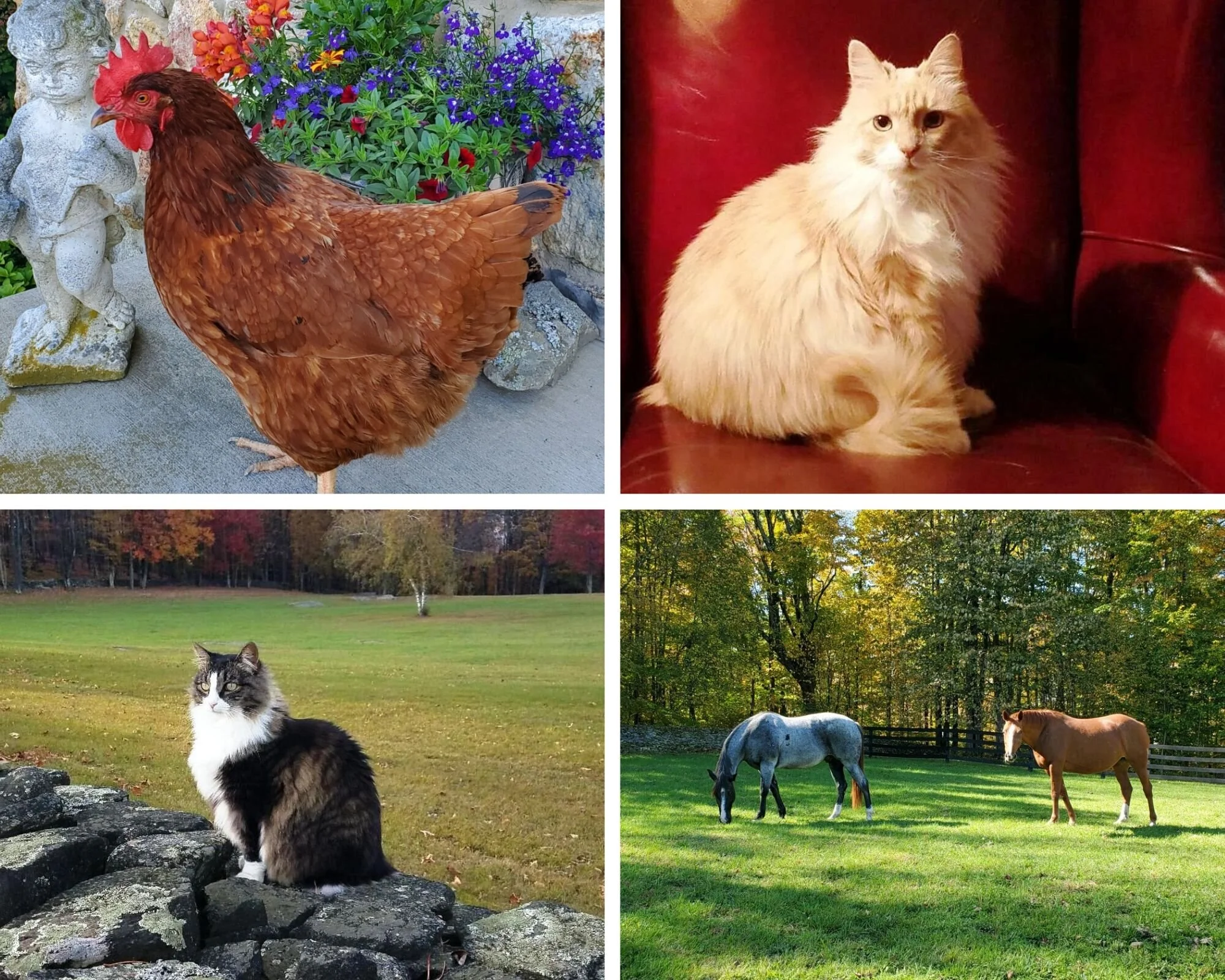 Fieldstone Farm Bed and Breakfast About — Fieldstone Farm