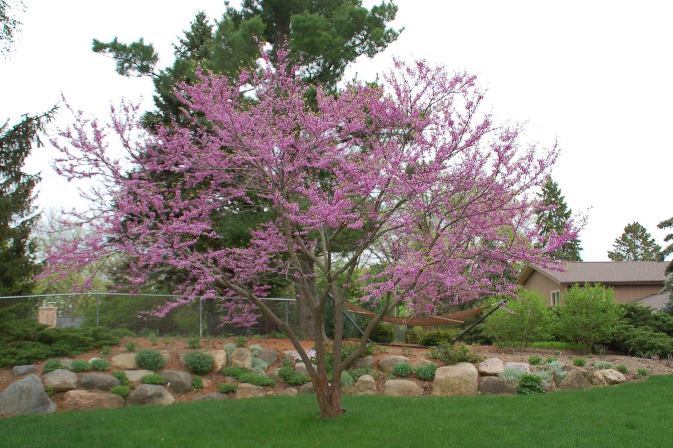 Eastern Redbud | Landscape Architecture, LLC