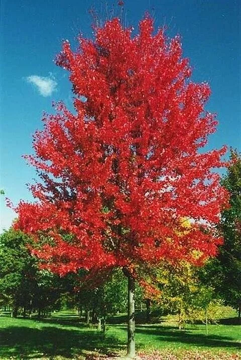 Autumn Blaze Maples Versus Other Maples | Landscape Architecture, LLC