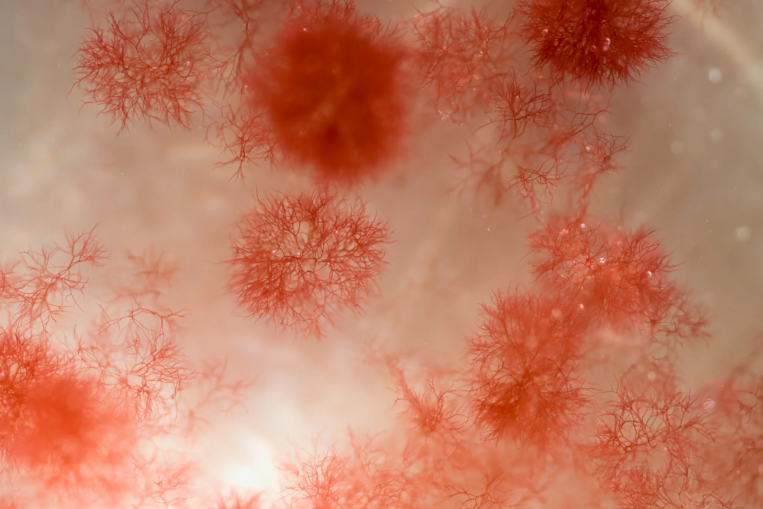 Case Studies | Discover Sustainable Solutions Today — Symbrosia