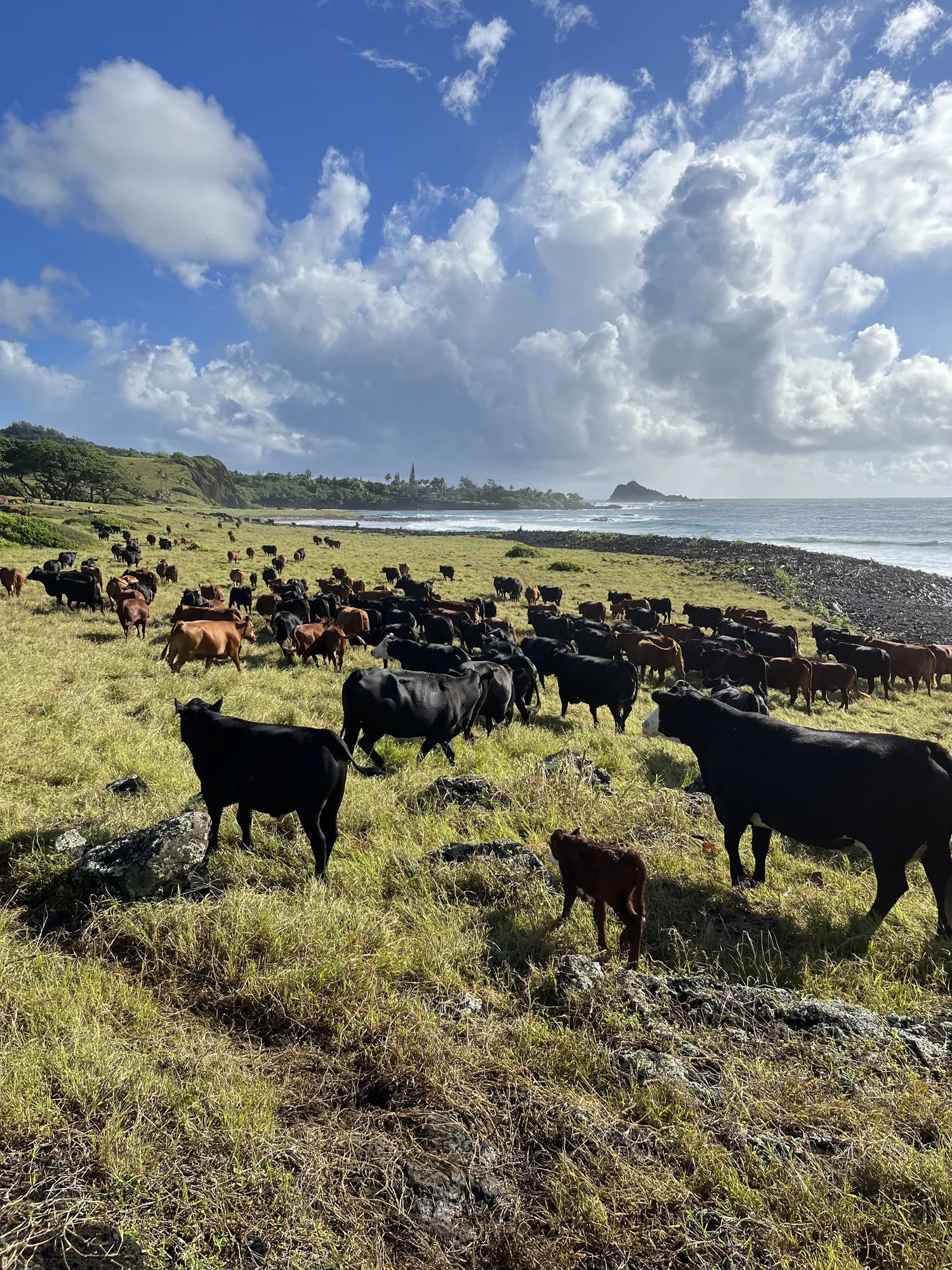 Symbrosia | Reducing Livestock Methane with Seaweed