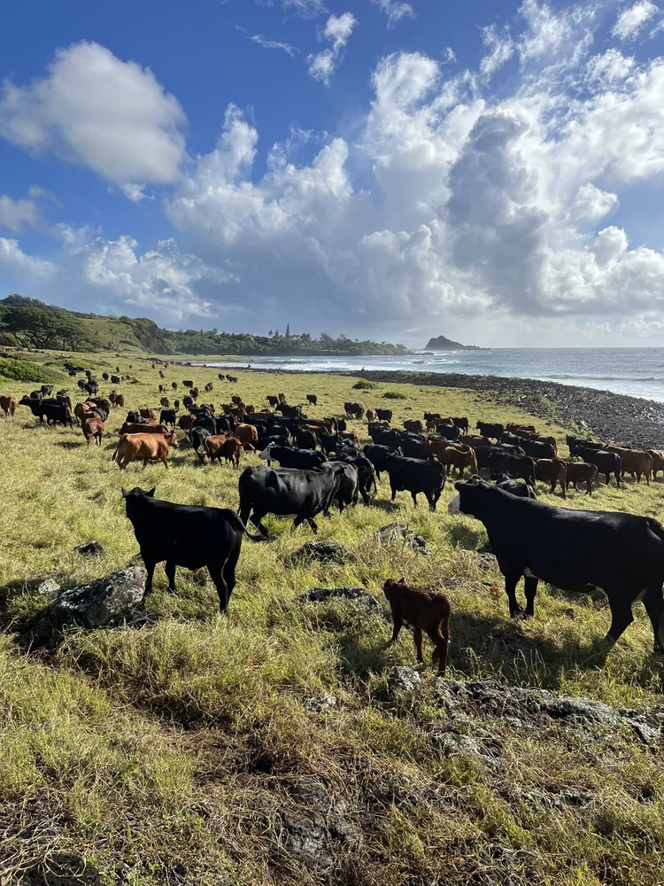 Symbrosia | Reducing Livestock Methane with Seaweed