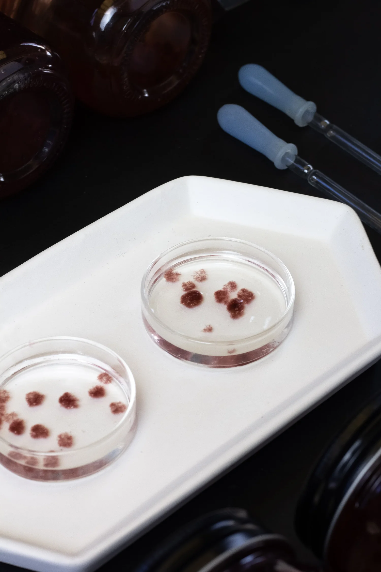 Symbrosia raises $7 million in Series A funding to scale nature’s ...