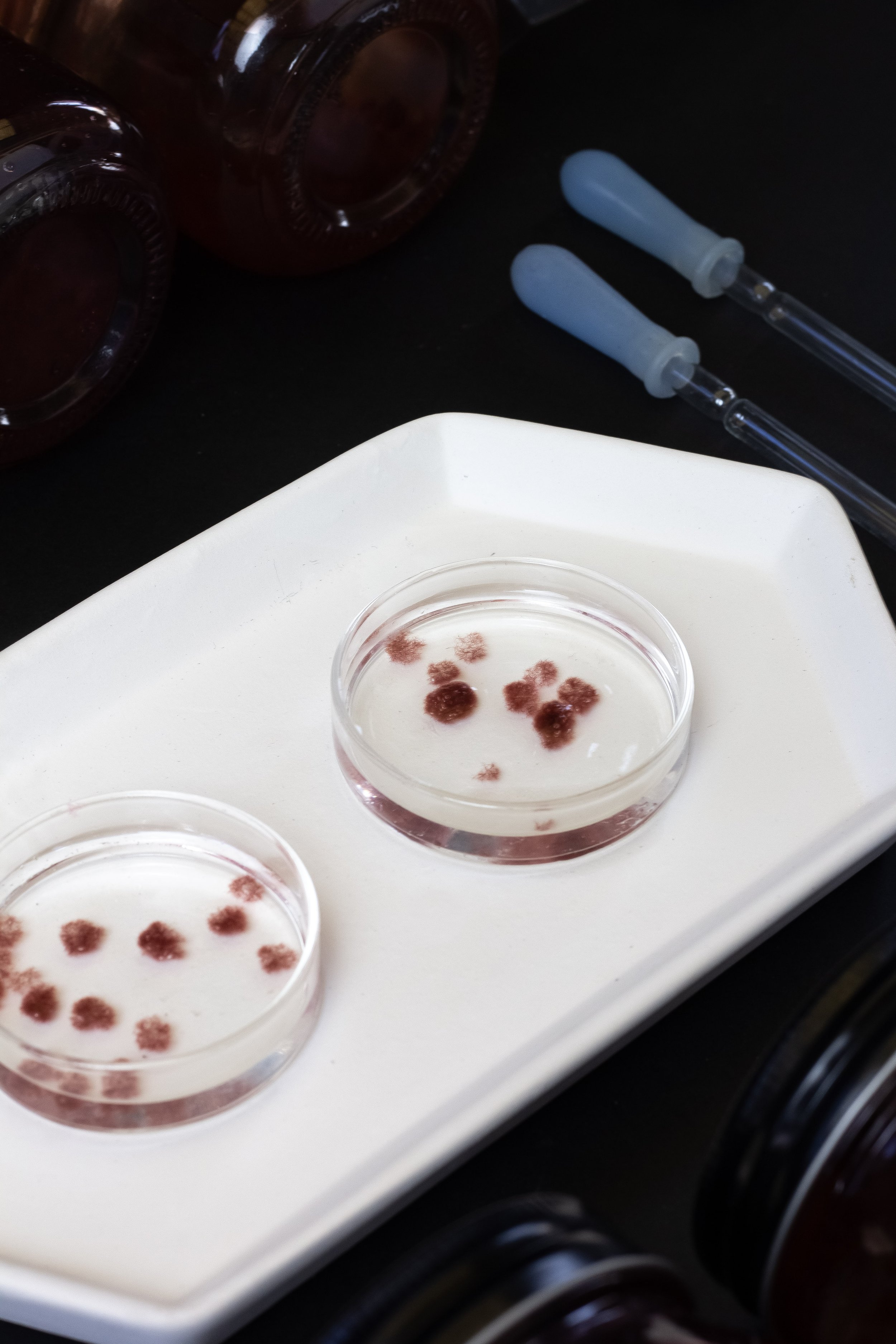 Symbrosia raises $7 million in Series A funding to scale nature’s ...