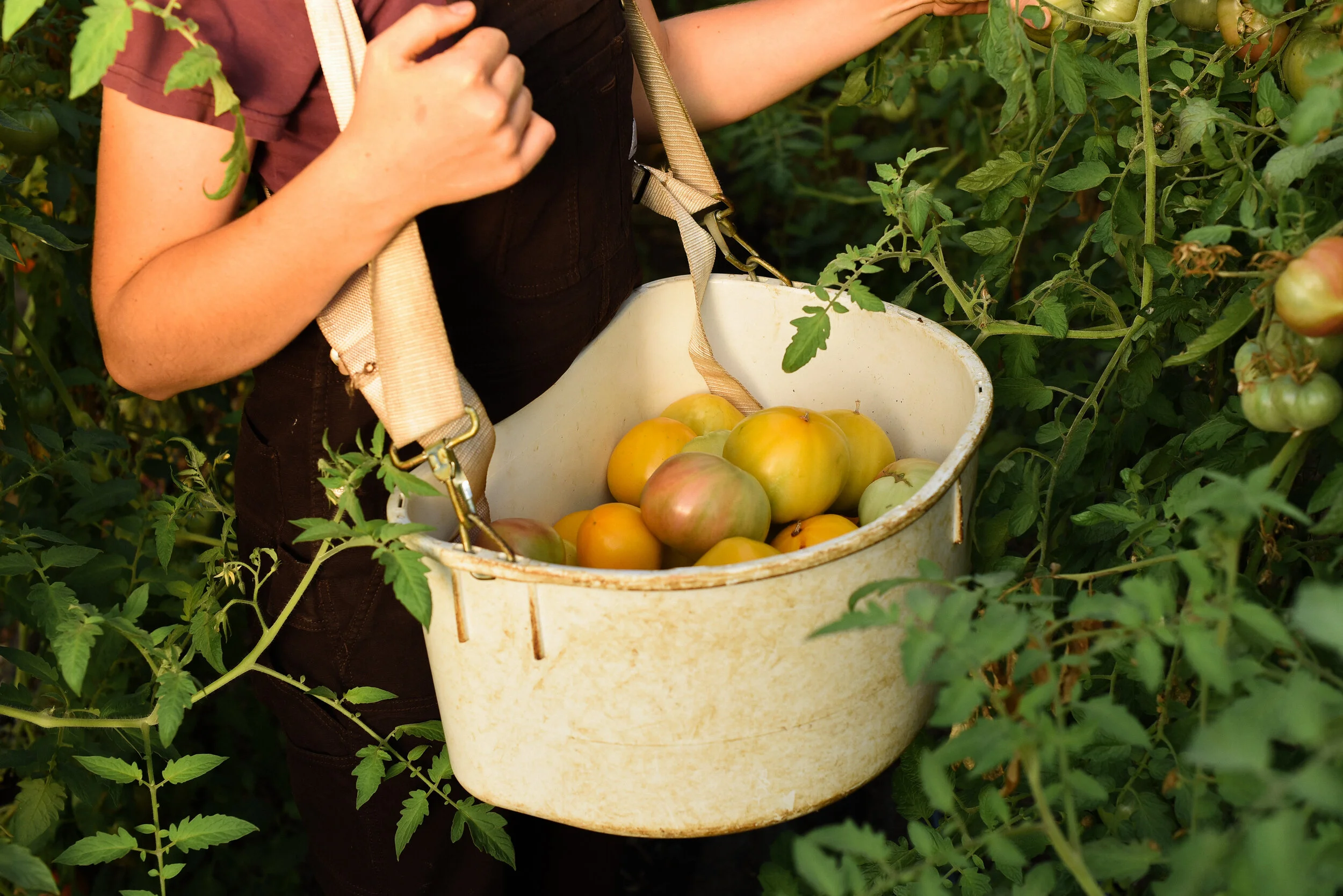 Agriculture — Mission of Mary Cooperative