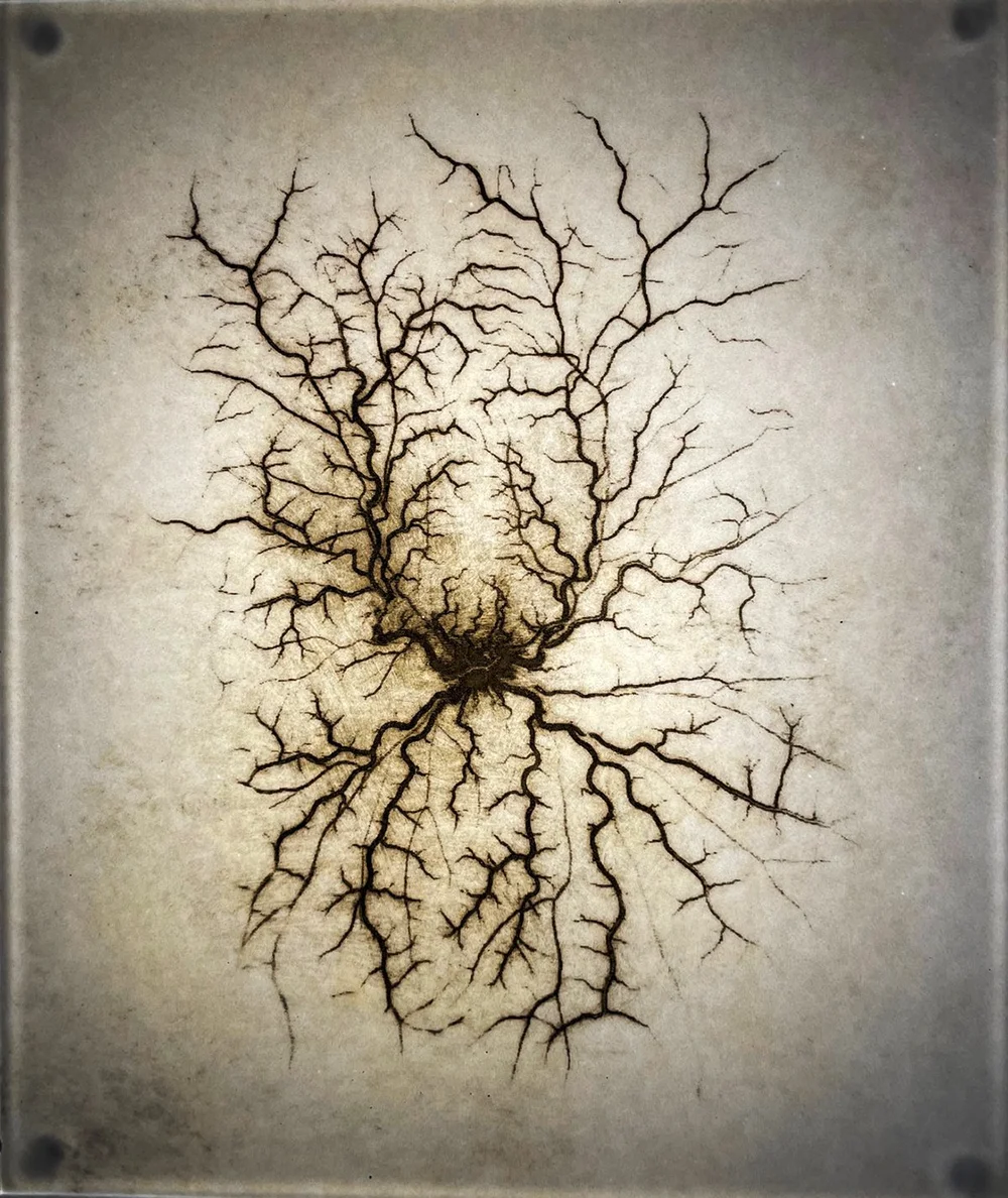 Neuron Forest — DARIA: Denver Art Review, Inquiry & Analysis