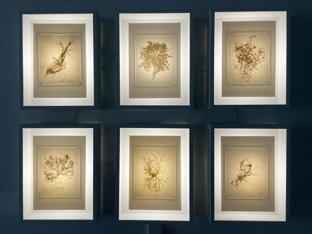 Neuron Forest — DARIA: Denver Art Review, Inquiry & Analysis