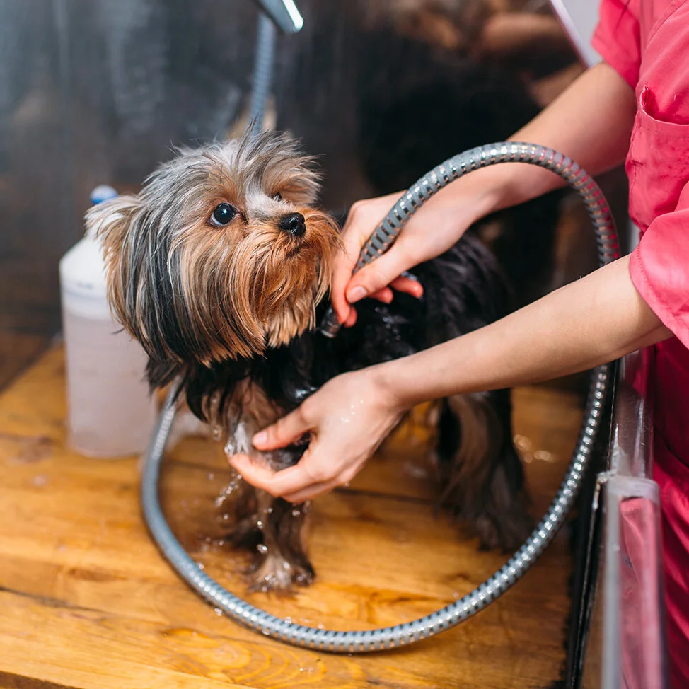 What Is A Full Groom For Dogs