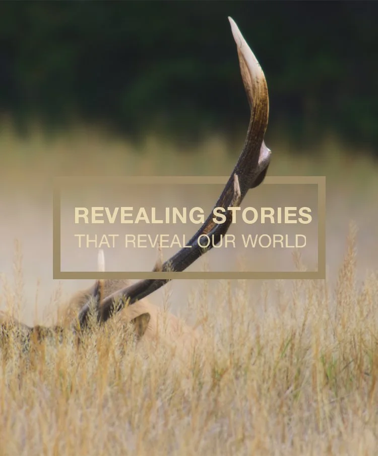 Infield Fly Productions | HOME | Toronto, Canada