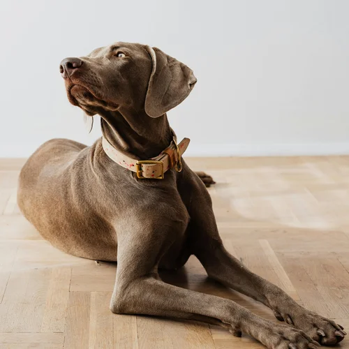 Scoring Charts — Olympic Village Veterinary Clinic