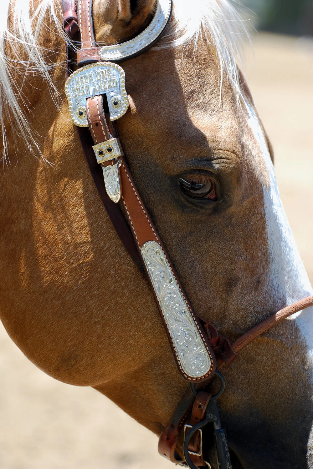 Showtime Awards - Trophy Buckles, Award Tack & Accessories