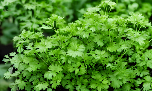 Cilantro Herb Magickal Correspondences - Virtual Greencraft Grimoire ...