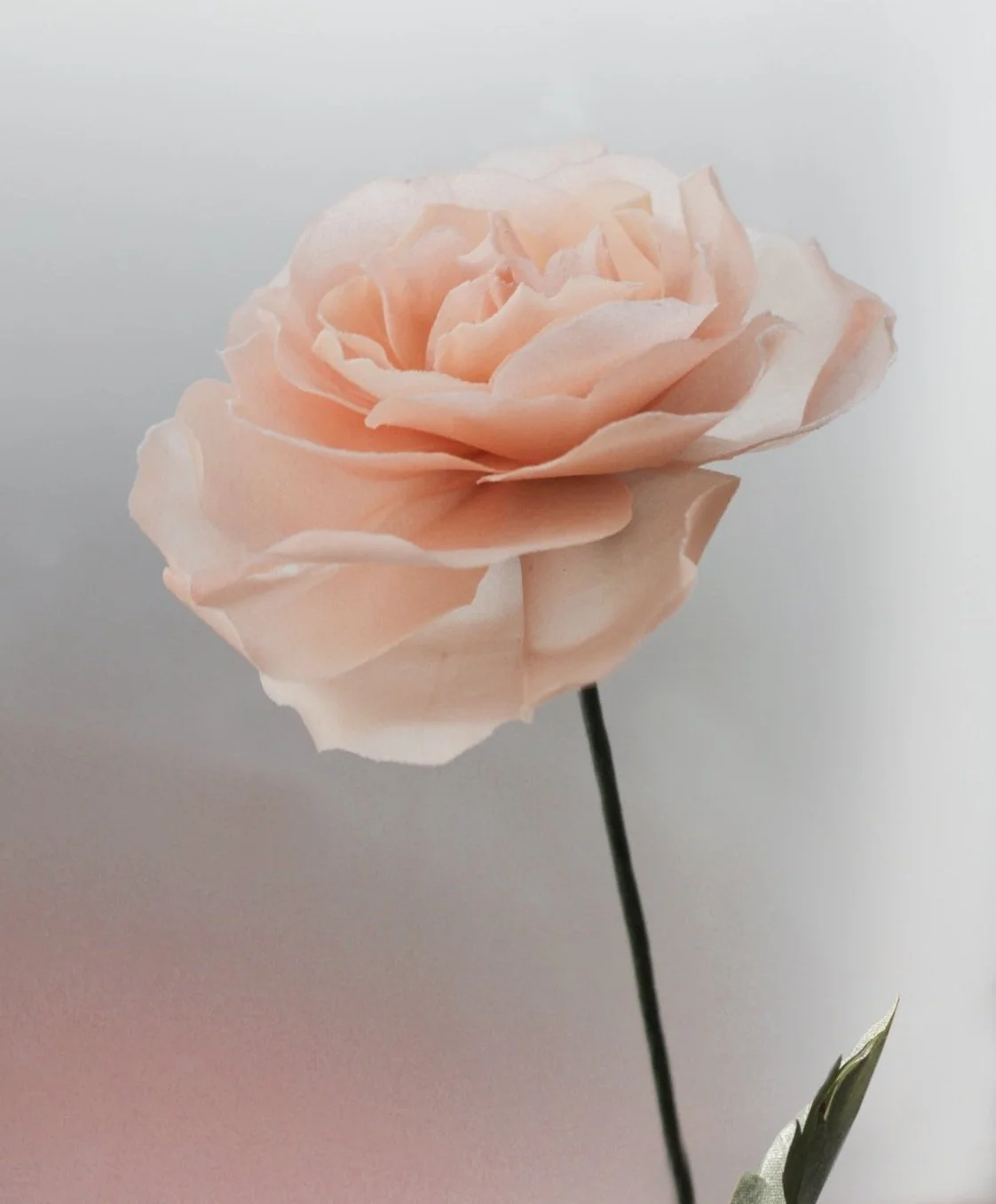 WAXED ROSE IKEBANA WORKSHOP WITH WAX ATELIER — WAX Atelier