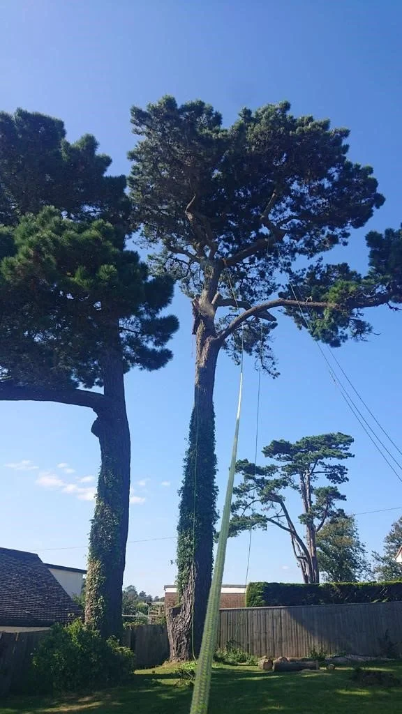 Monterey Pines: Mountain Kings of the South West — Dartmoor Tree ...