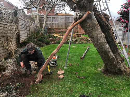 Cable Bracing and Propping — Dartmoor Tree Surgeons Ltd