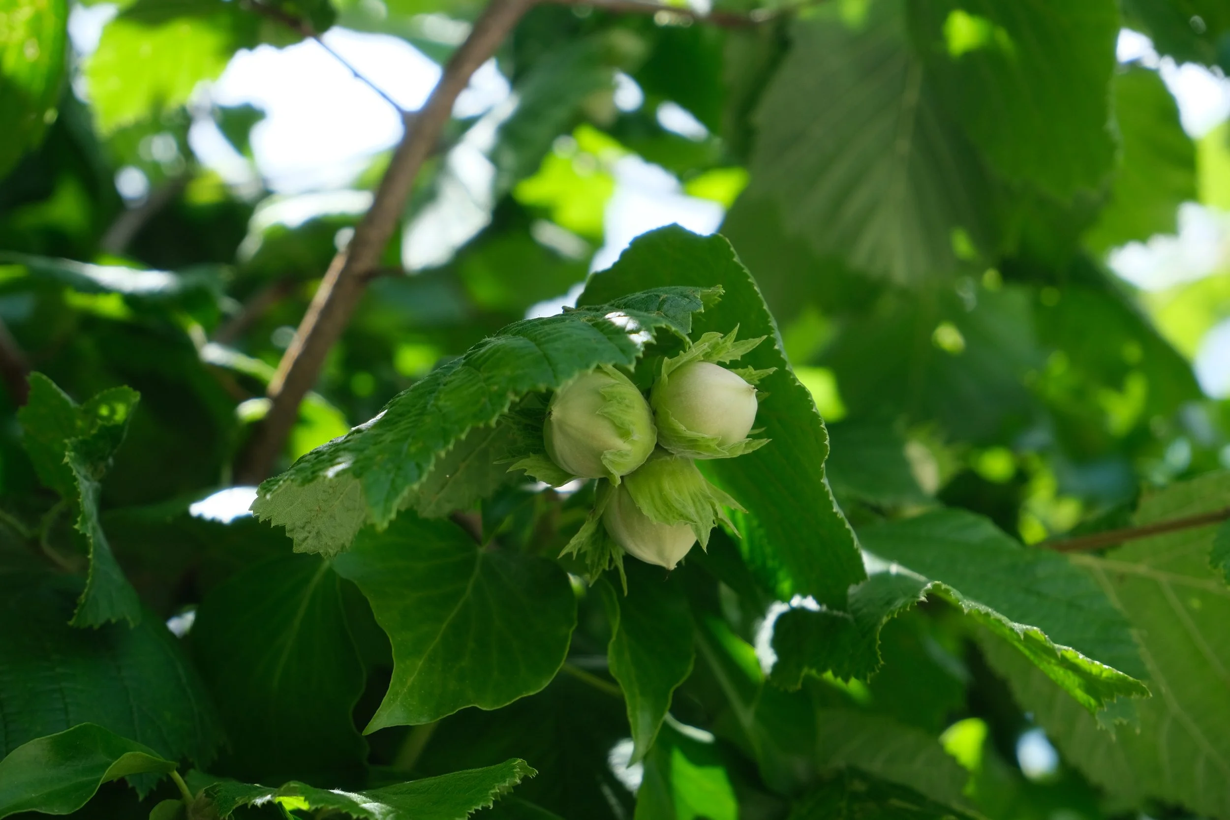 March Tree of the Month: Hazel — Dartmoor Tree Surgeons Ltd