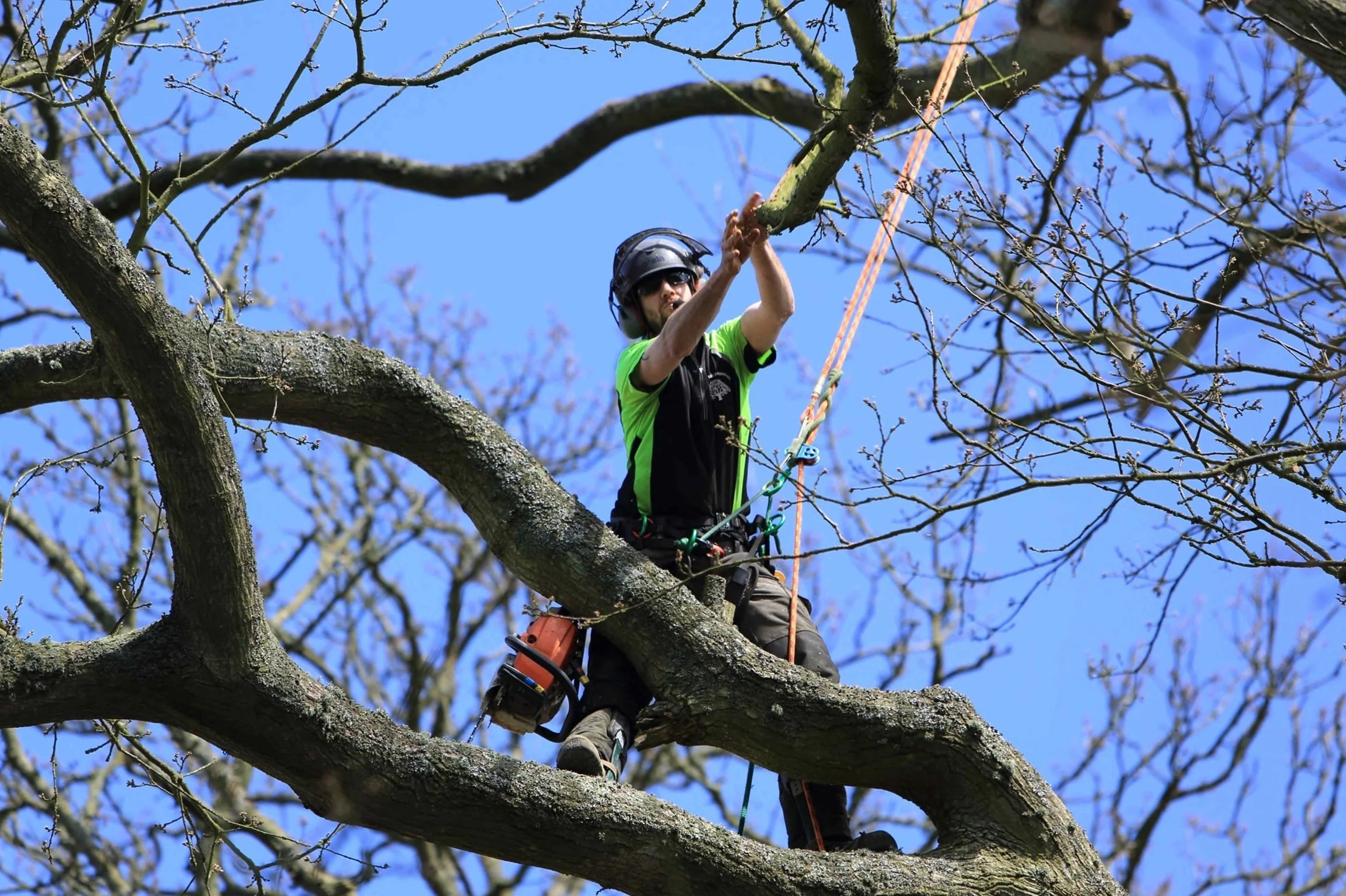 Dartmoor Tree Surgeons - Tree Surgery in Devon