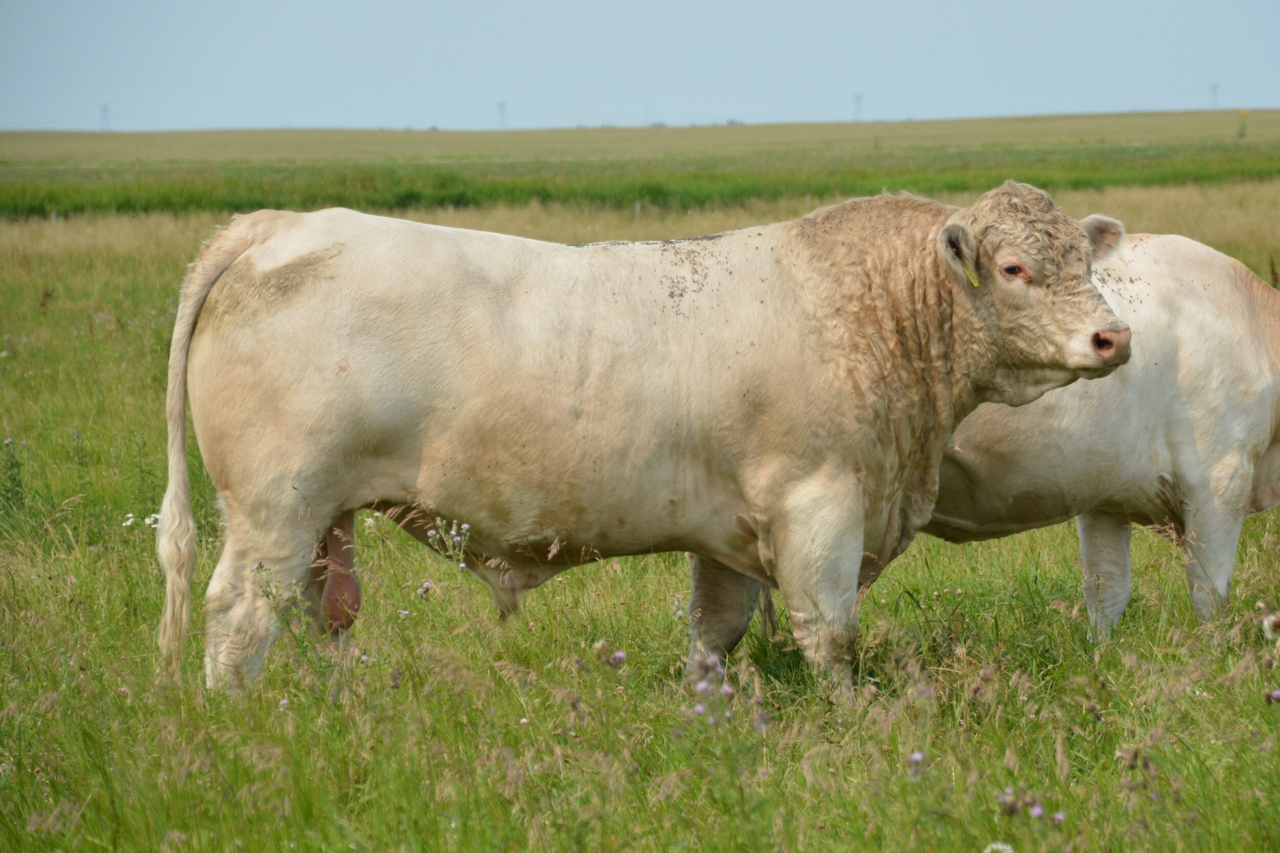 Photo Gallery — Rawes Ranches