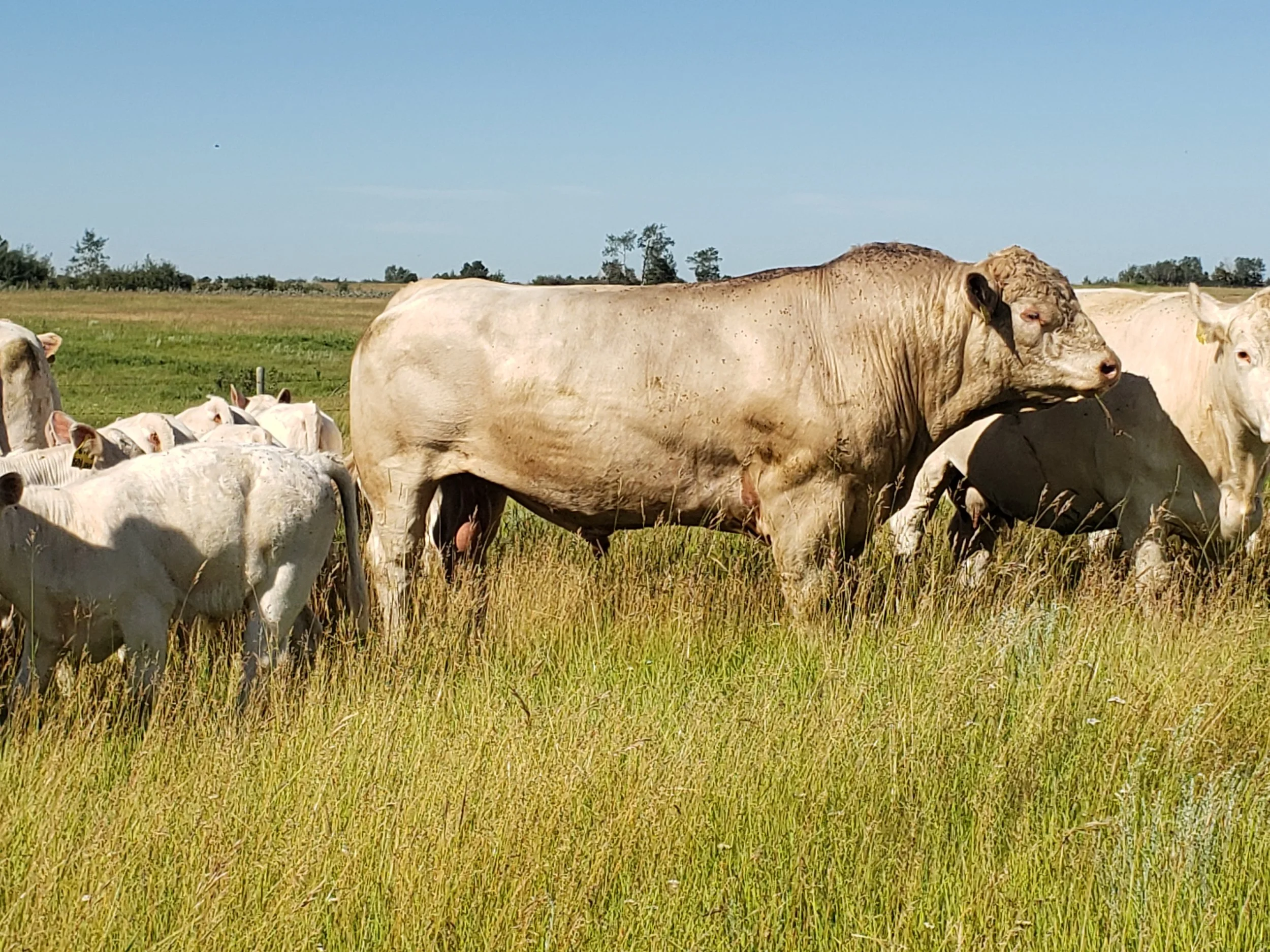 Photo Gallery — Rawes Ranches