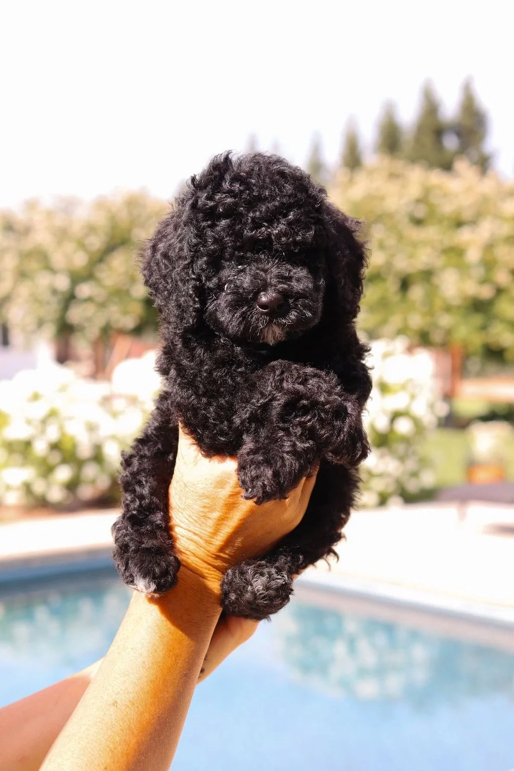 Available Puppies — Broadway Poodles & Doodles