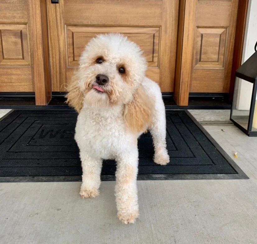 White Miniature Poodle